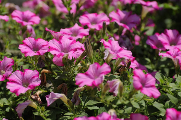 Supertunia®Raspberry Blast Petunia Hybrid | Project Noah