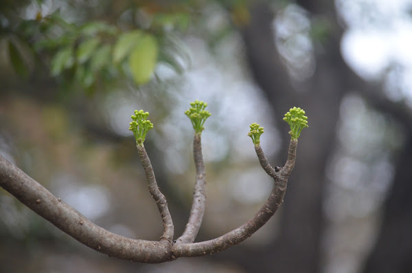 Palo Loco | Project Noah