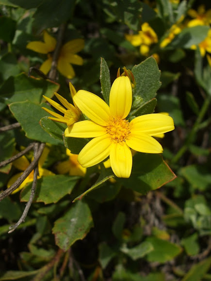 Boneseed | Project Noah