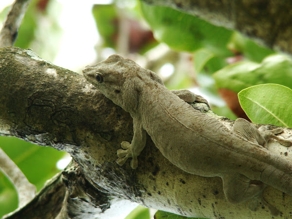 Gunther's Gecko | Project Noah