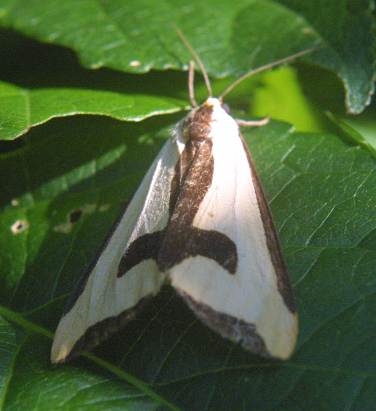 Clymene Moth | Project Noah