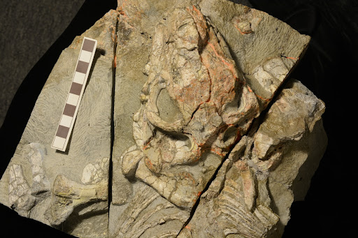 Lystrosaurus — Google Arts & Culture