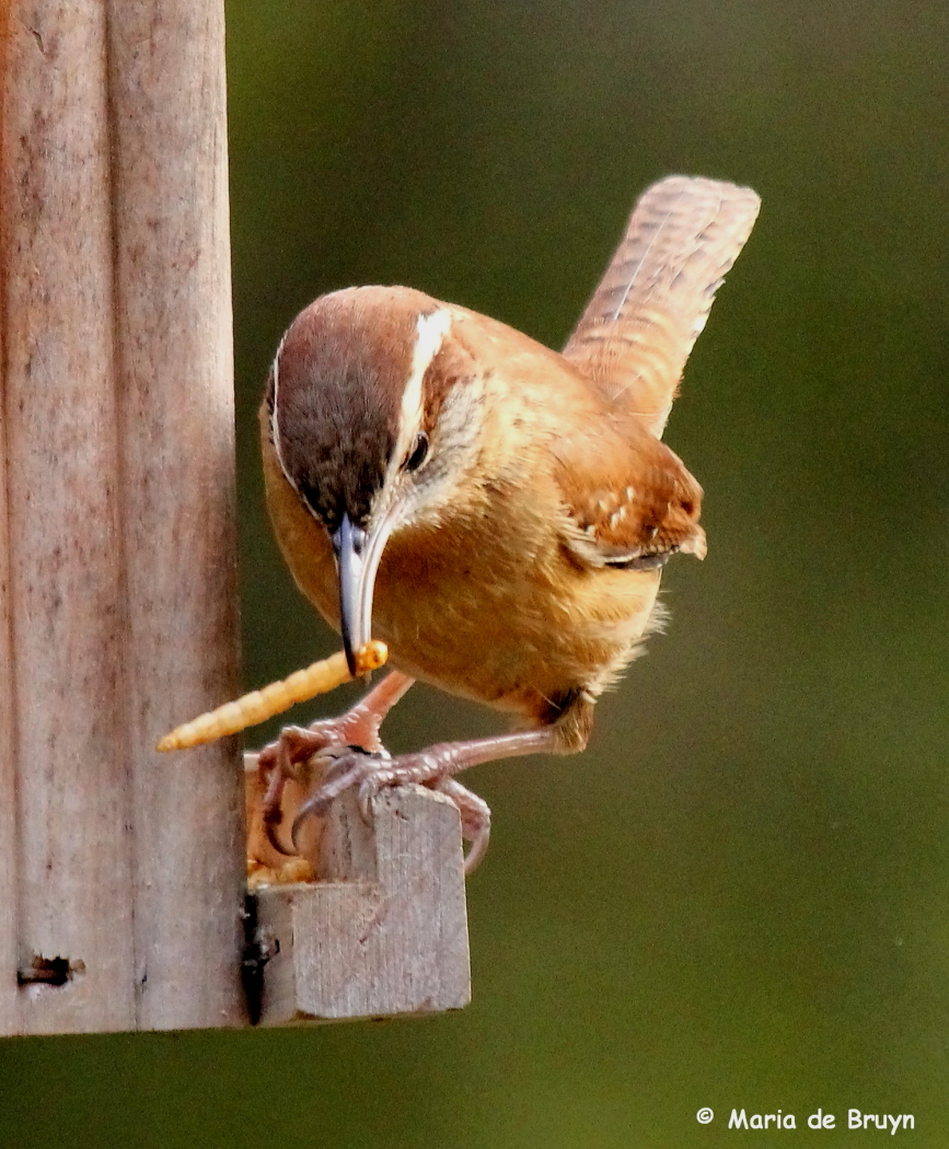 Carolina wren | Project Noah