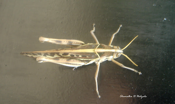 Brown-spotted locust | Project Noah