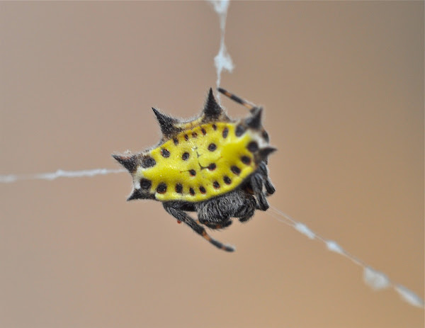 Spiny-backed Orb Weaver Spider | Project Noah