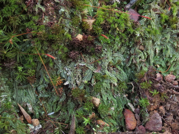Leafy liverwort | Project Noah