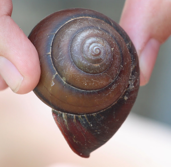 Fraser's Banded Snail | Project Noah