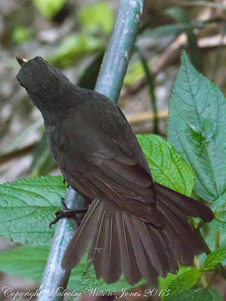 Bornean Whistling Thrush | Project Noah