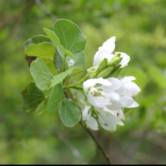 Anacacho Orchid Tree | Project Noah