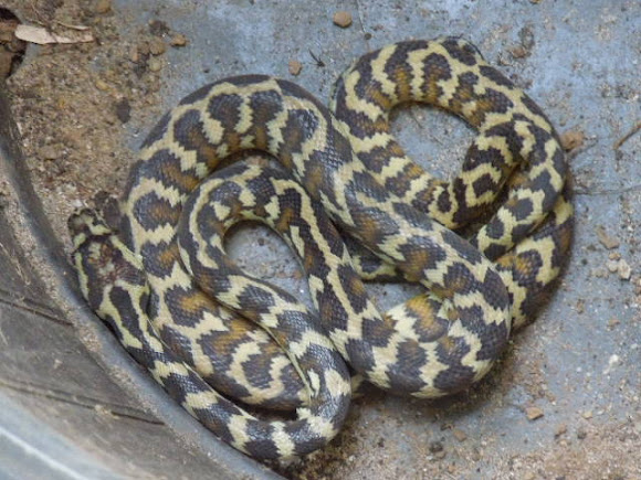 NT Carpet Python | Project Noah