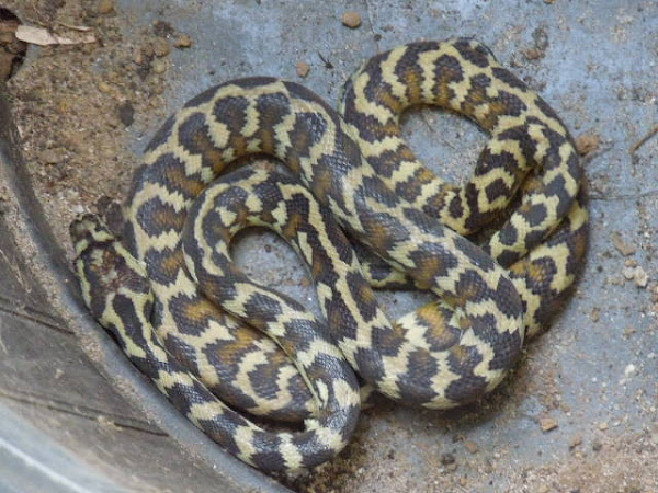 NT Carpet Python | Project Noah