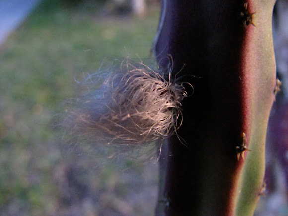 Climbing cactus | Project Noah