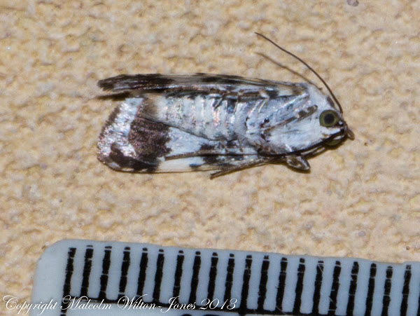 Pale Shoulder Moth | Project Noah