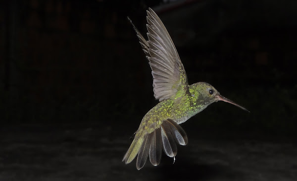 Glittering-throated Emerald | Project Noah