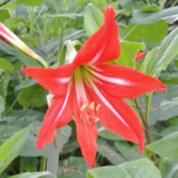 St. Joseph Lily, Hardy Amaryllis | Project Noah