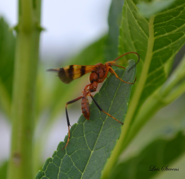 Thread-waisted Wasp | Project Noah