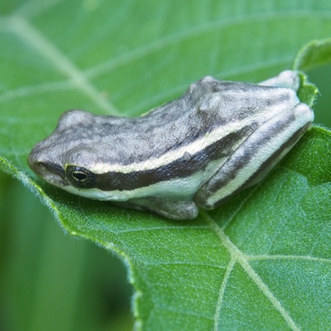 African Reed Frog | Project Noah