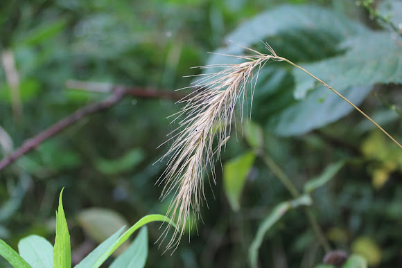 Riverbank wild rye | Project Noah