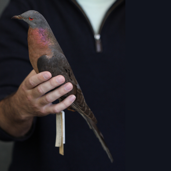 Passenger Pigeon | Project Noah