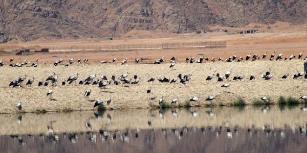 White Storks | Project Noah