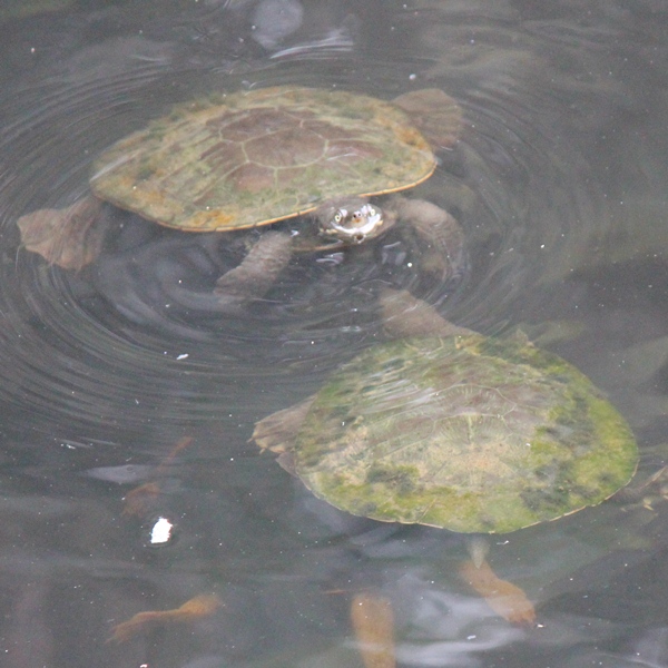 Murray River Turtle | Project Noah
