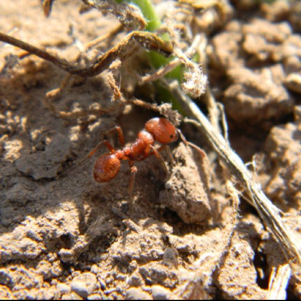 Red giant ant | Project Noah