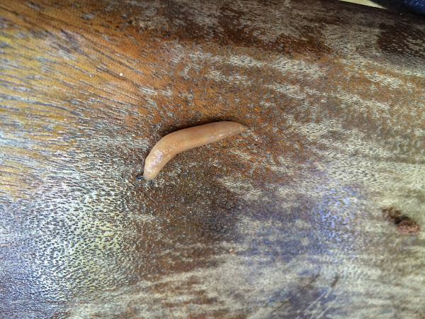 Worm Slug | Project Noah