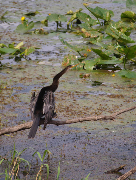Anhinga (Snake Bird) | Project Noah