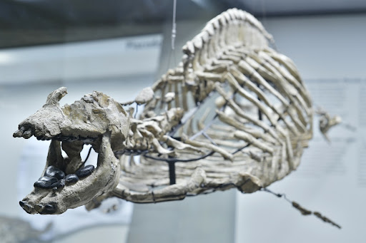 Placodont — Google Arts & Culture