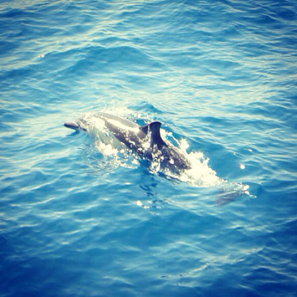 Gewone dolfijn - common dolfin | Project Noah