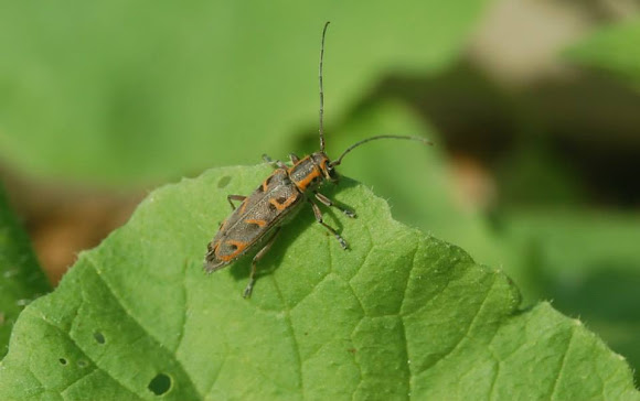 Rustic Borer | Project Noah