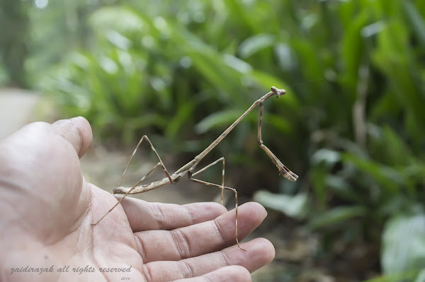 stick mantis | Project Noah