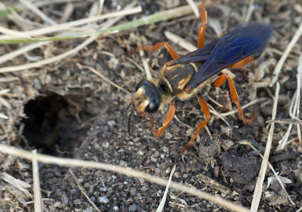 Great golden digger wasp (female excavating a nest) | Project Noah
