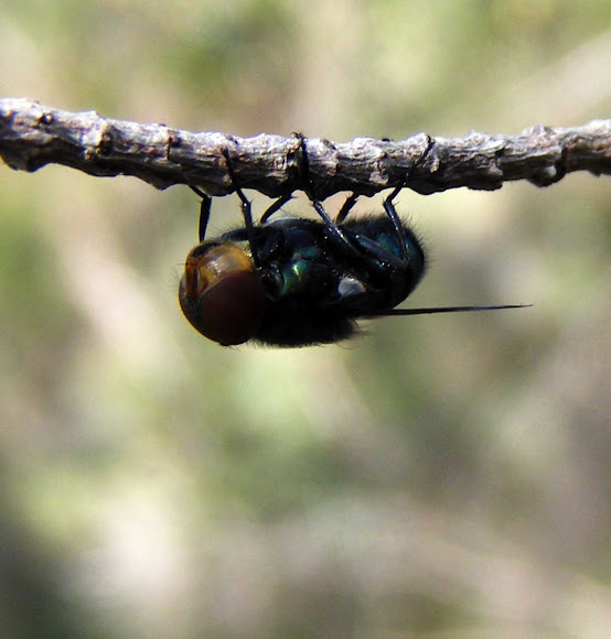 Blue Bottle Blowfly | Project Noah