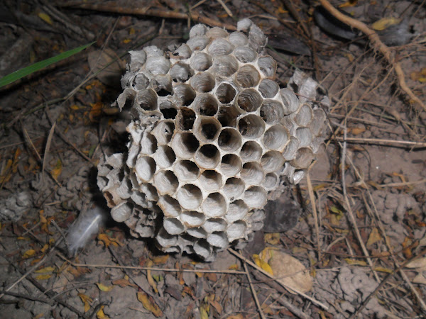 Paper wasp hive | Project Noah