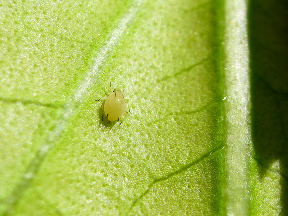 Aphid | Project Noah