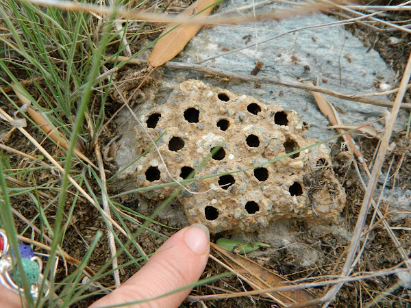 Megachile nest | Project Noah