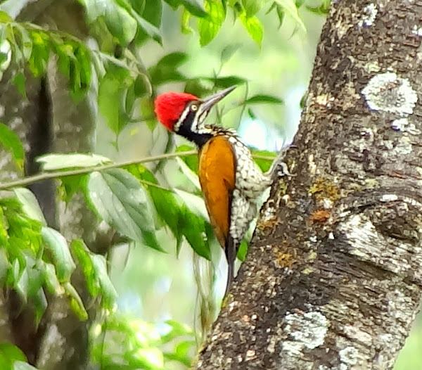 Greater Flameback | Project Noah
