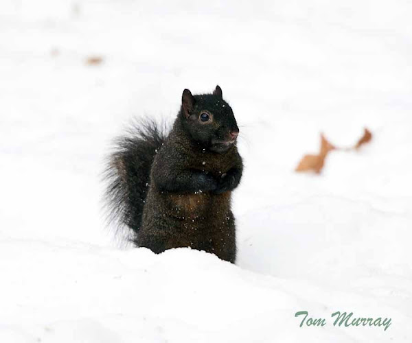 black Eastern Gray Squirrel | Project Noah