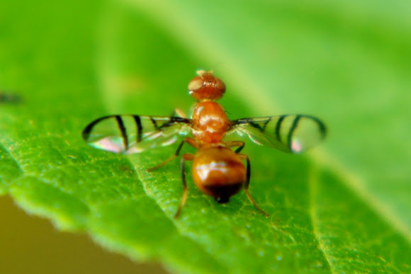 Signal Fly | Project Noah