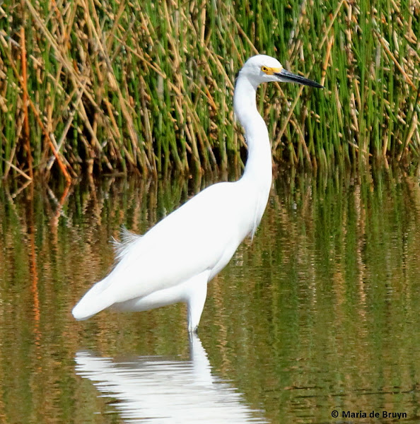 Snowy egret | Project Noah