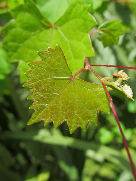 Wild Muscadine Grape | Project Noah