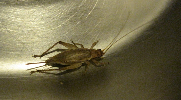 Jumping Bush Cricket, female | Project Noah