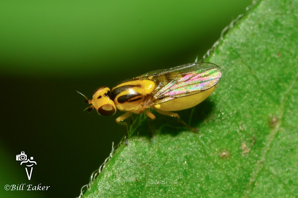 Grass Fly | Project Noah