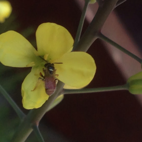 Small Carpenter Bee | Project Noah