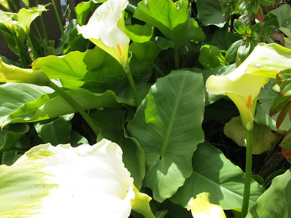 Calla Lily (Green Goddess) | Project Noah