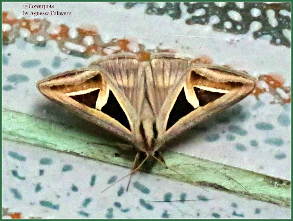 Four-triangled Noctuid Moth | Project Noah