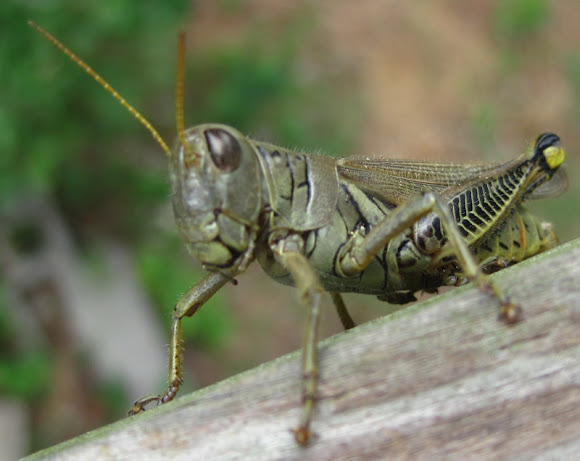 Differential grasshopper | Project Noah