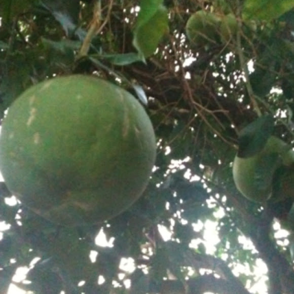 Jabong Fruit | Project Noah