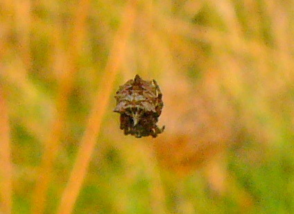 Star-Bellied Orb Weaver Spider | Project Noah